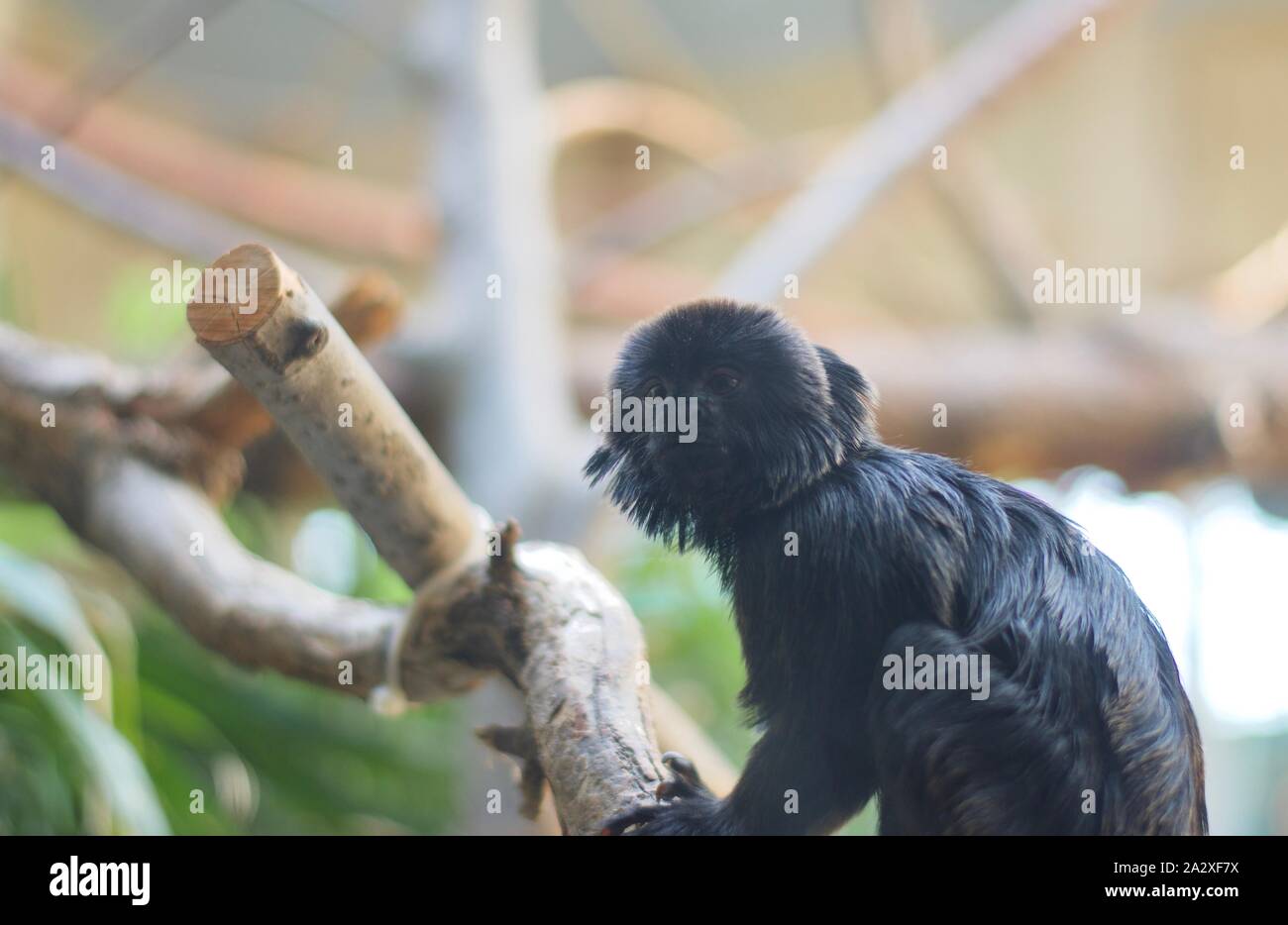 Goeldi's monkey pearched on tree branch ready to jump. Callimico goeldi ...