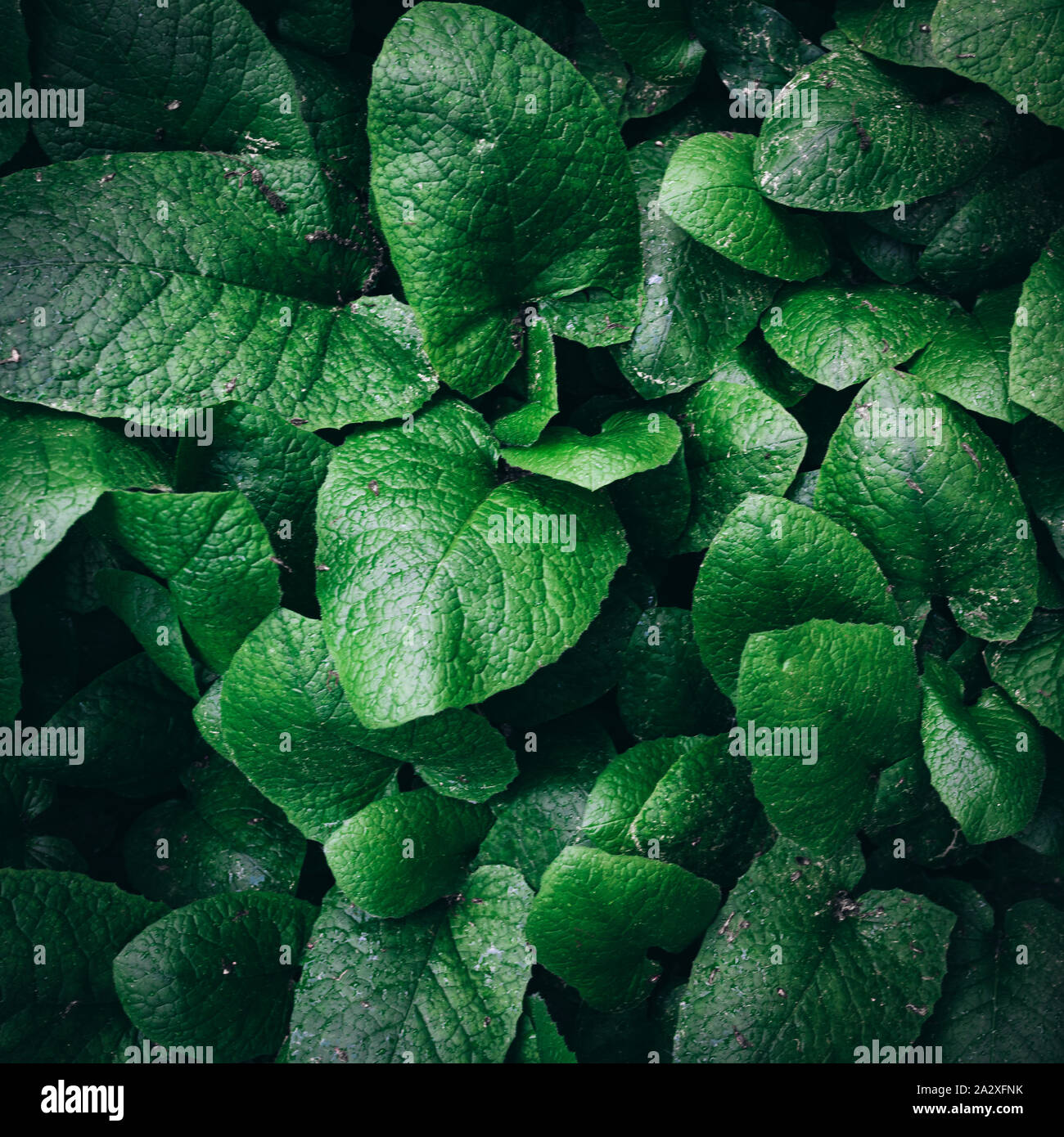 Nature background. green leaves. abstract green leaf Stock Photo - Alamy