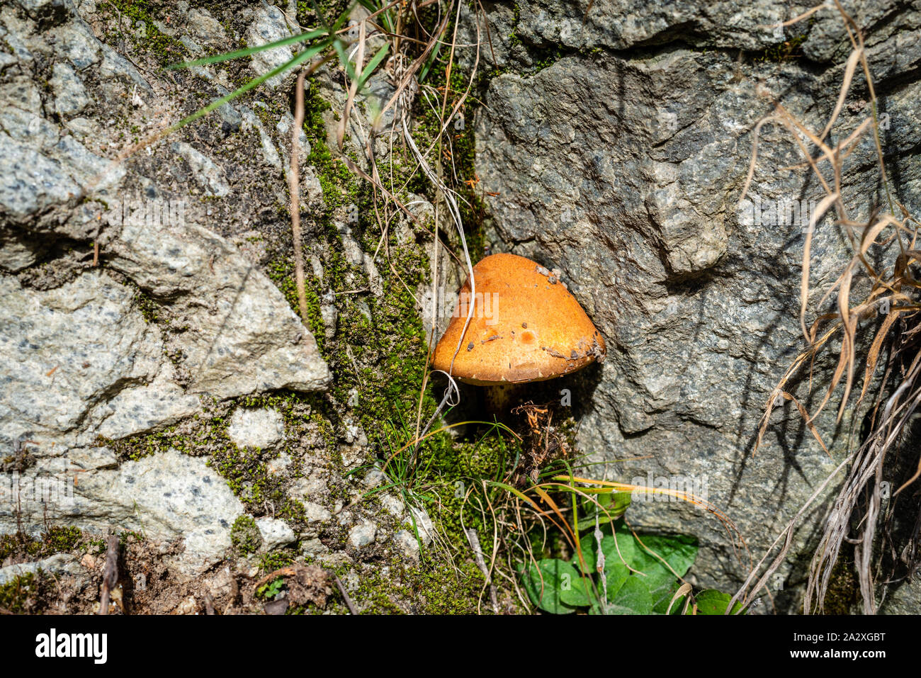 Bolete mushrooms hi-res stock photography and images - Alamy