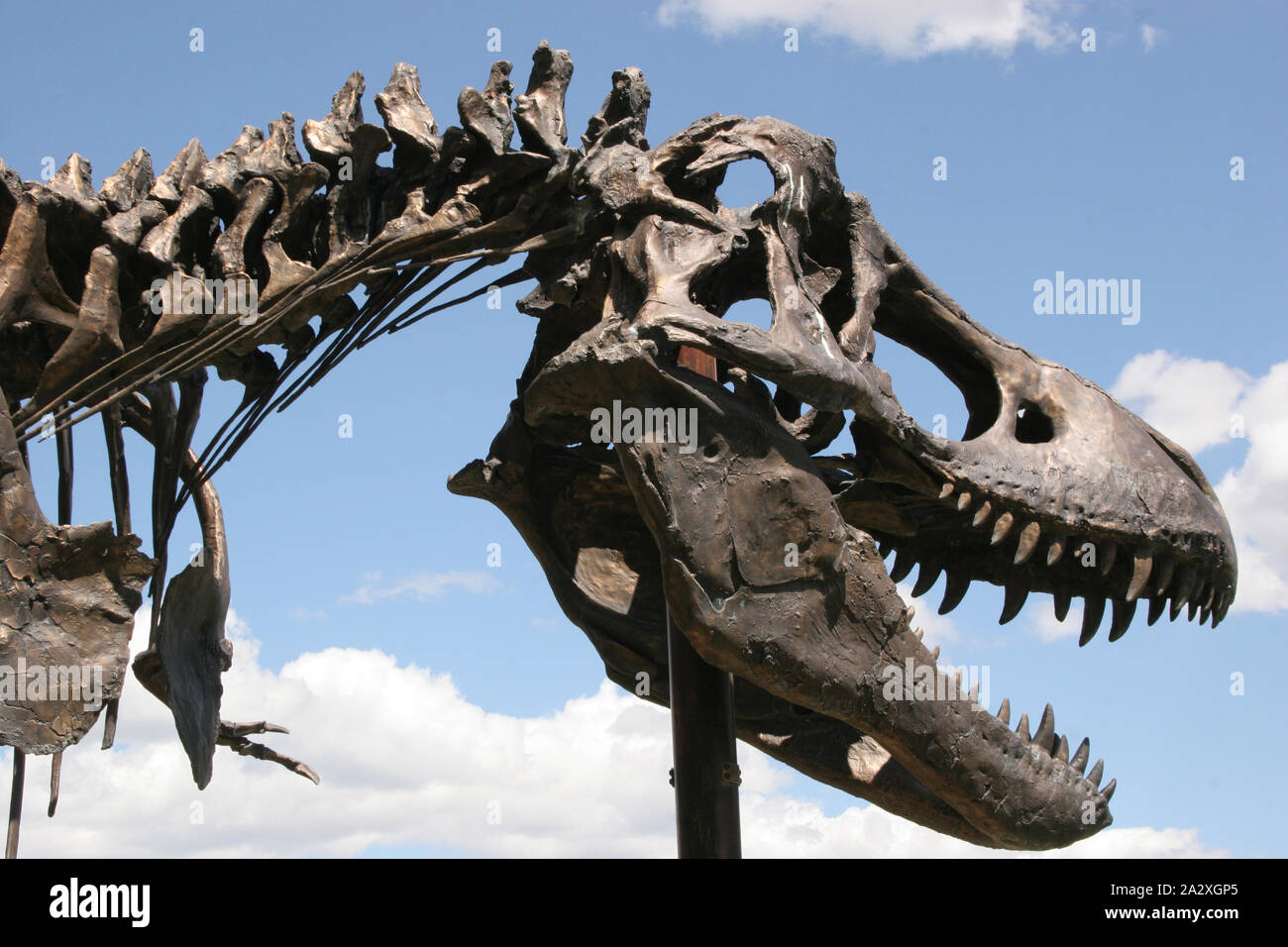 Tyrannosaurus Rex mounted skeleton, Museum of the Rockies, Bozeman ...