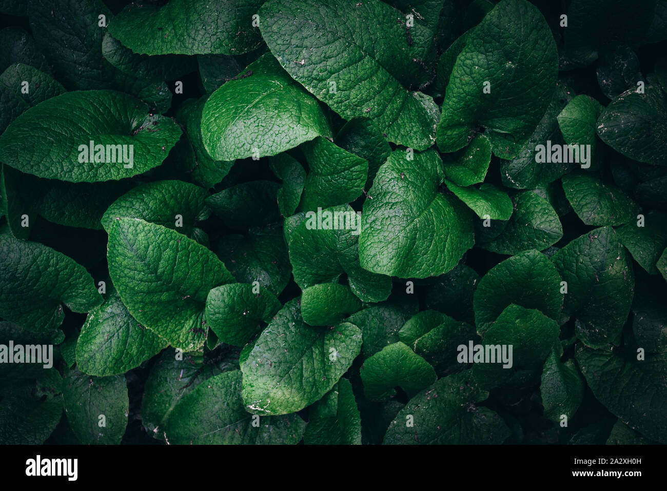 dark green foliage nature background Stock Photo - Alamy