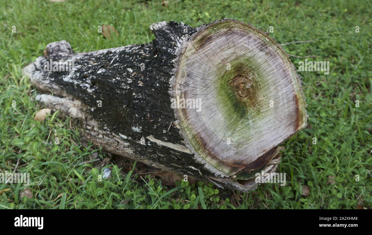 Recently cut log with mottled bark in the grass with cut end facing the ...
