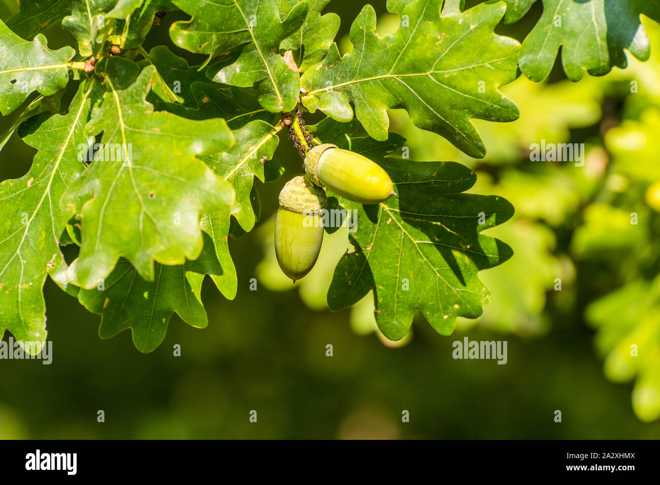 Acorn fruits. Closeup of green acorns fruits in the oak nut tree ...