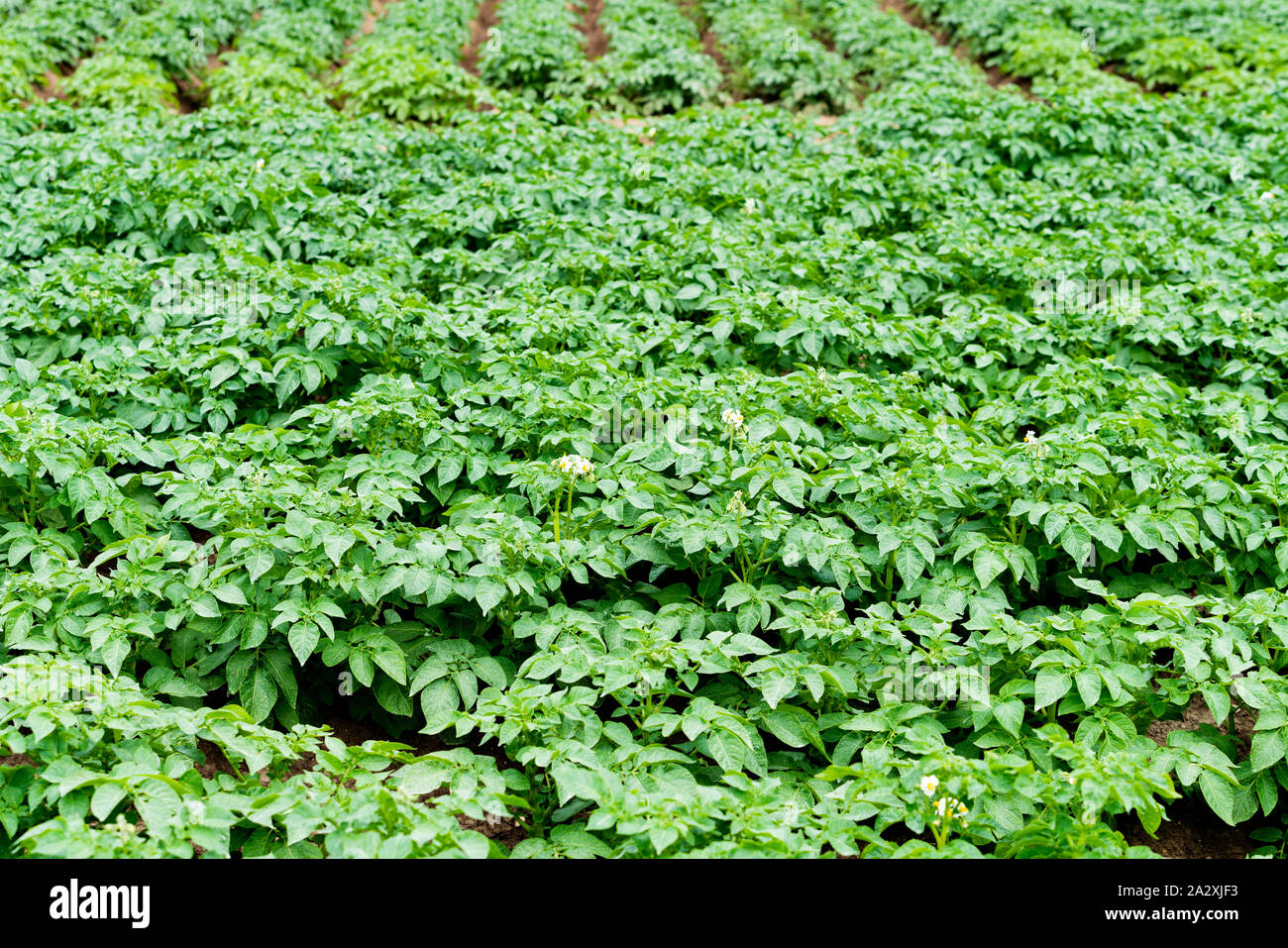 Potato field with green shoots of potatoes Stock Photo - Alamy
