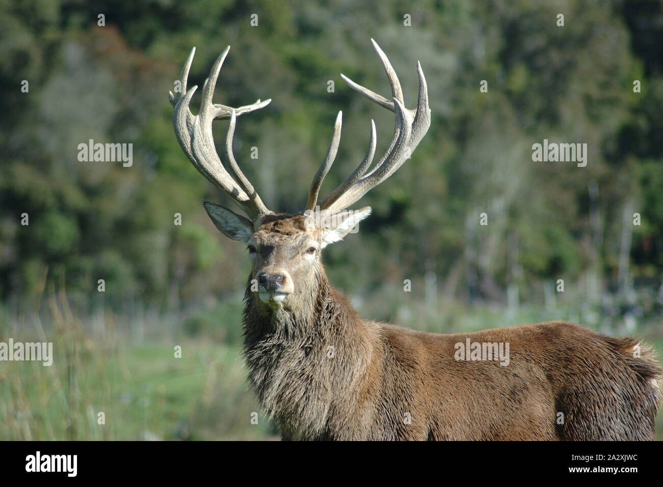 16 point antlers hi-res stock photography and images - Alamy