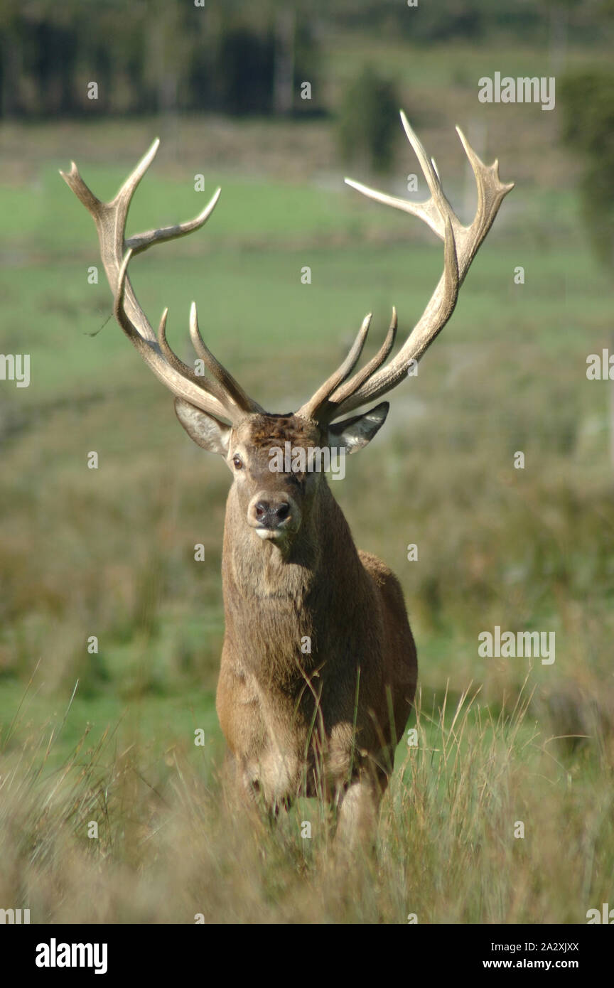 a 16 point red deer stag of 302 SCI, West Coast, South Island, New ...