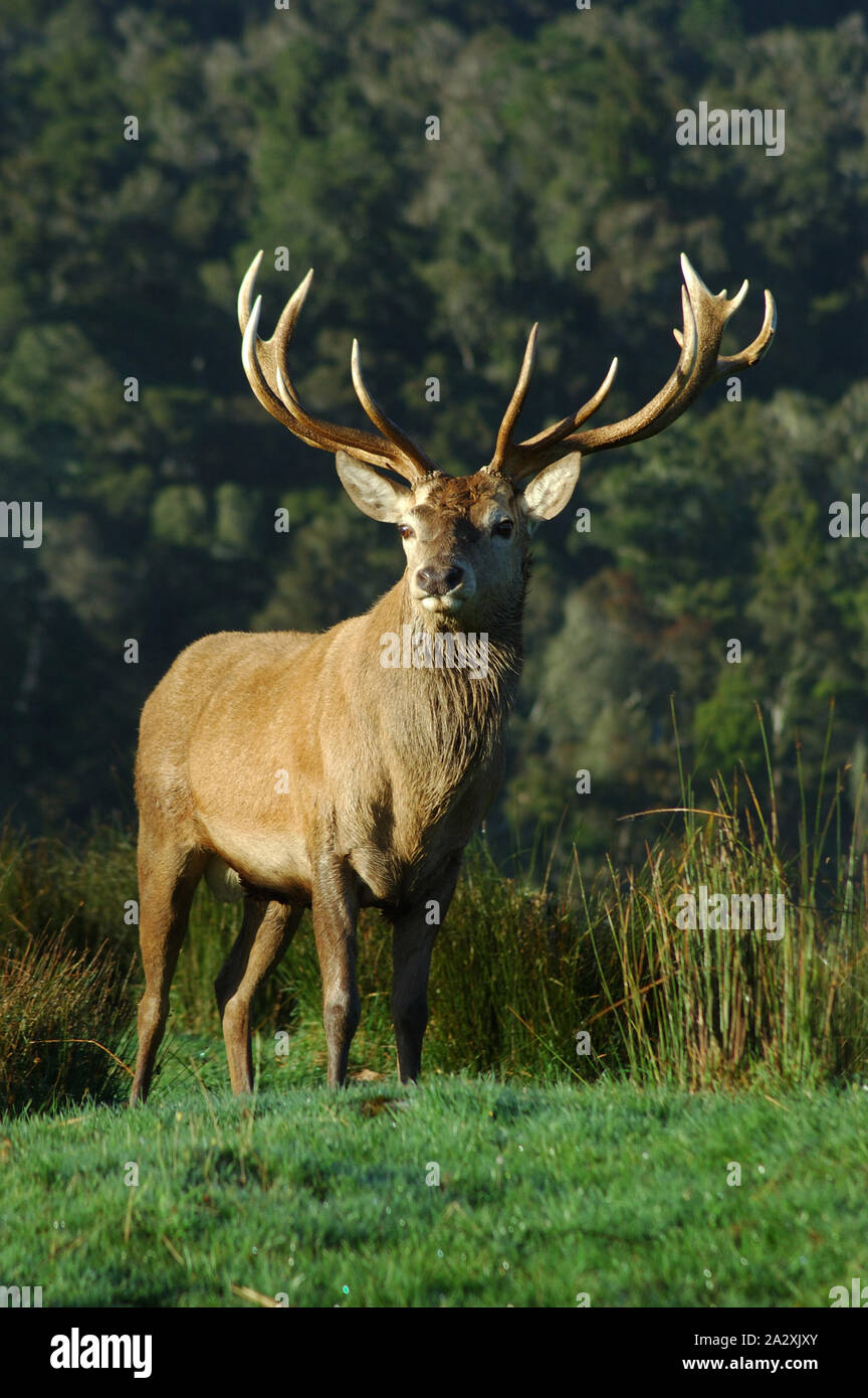 16 point antlers hi-res stock photography and images - Alamy