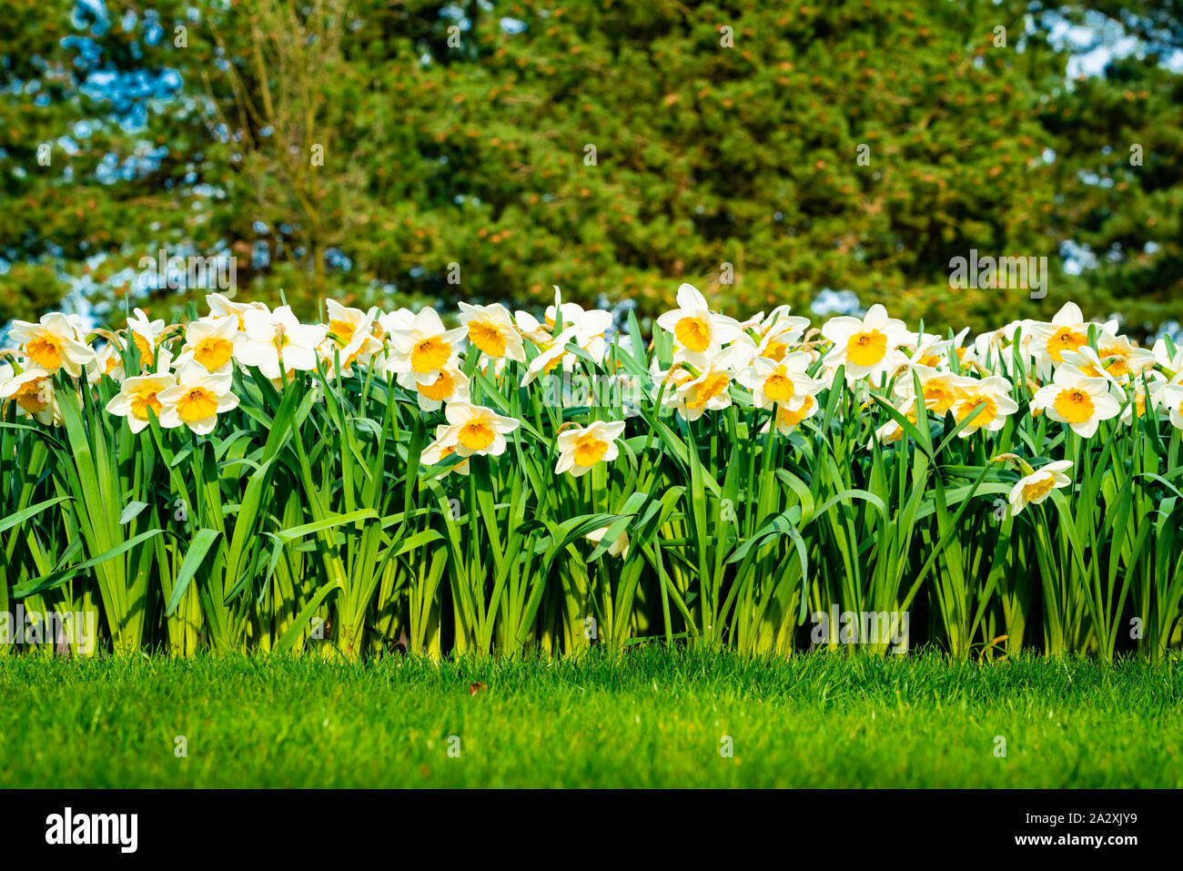 Narcissus field in bloom on spring Stock Photo - Alamy