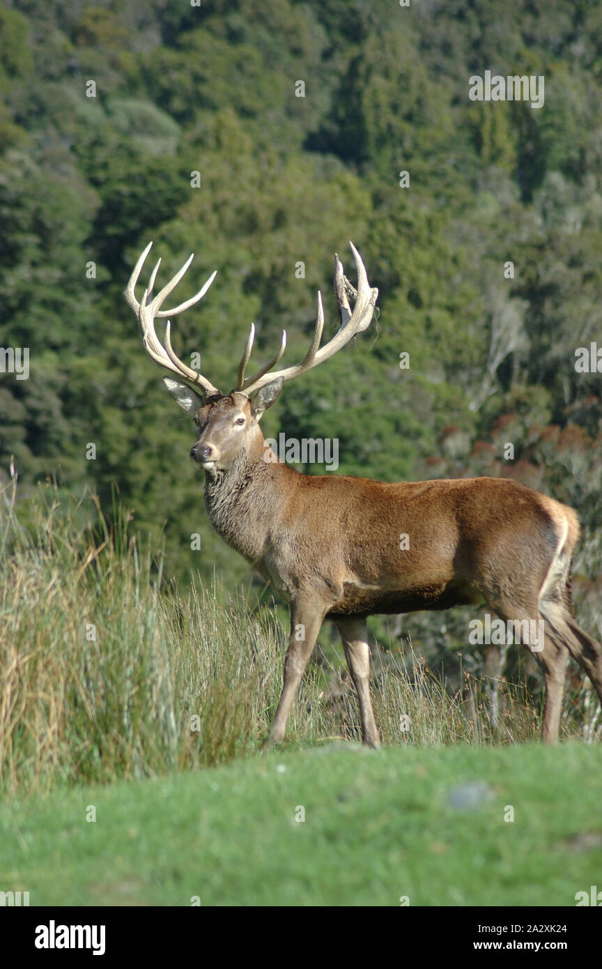 Stag hunting hi-res stock photography and images - Alamy