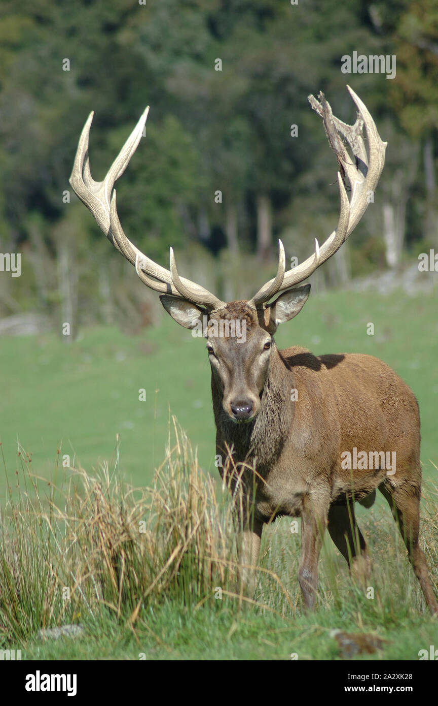 309 red hi-res stock photography and images - Alamy