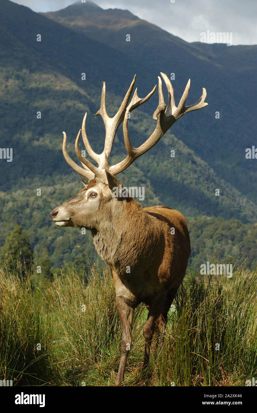 16 point antlers hi-res stock photography and images - Alamy