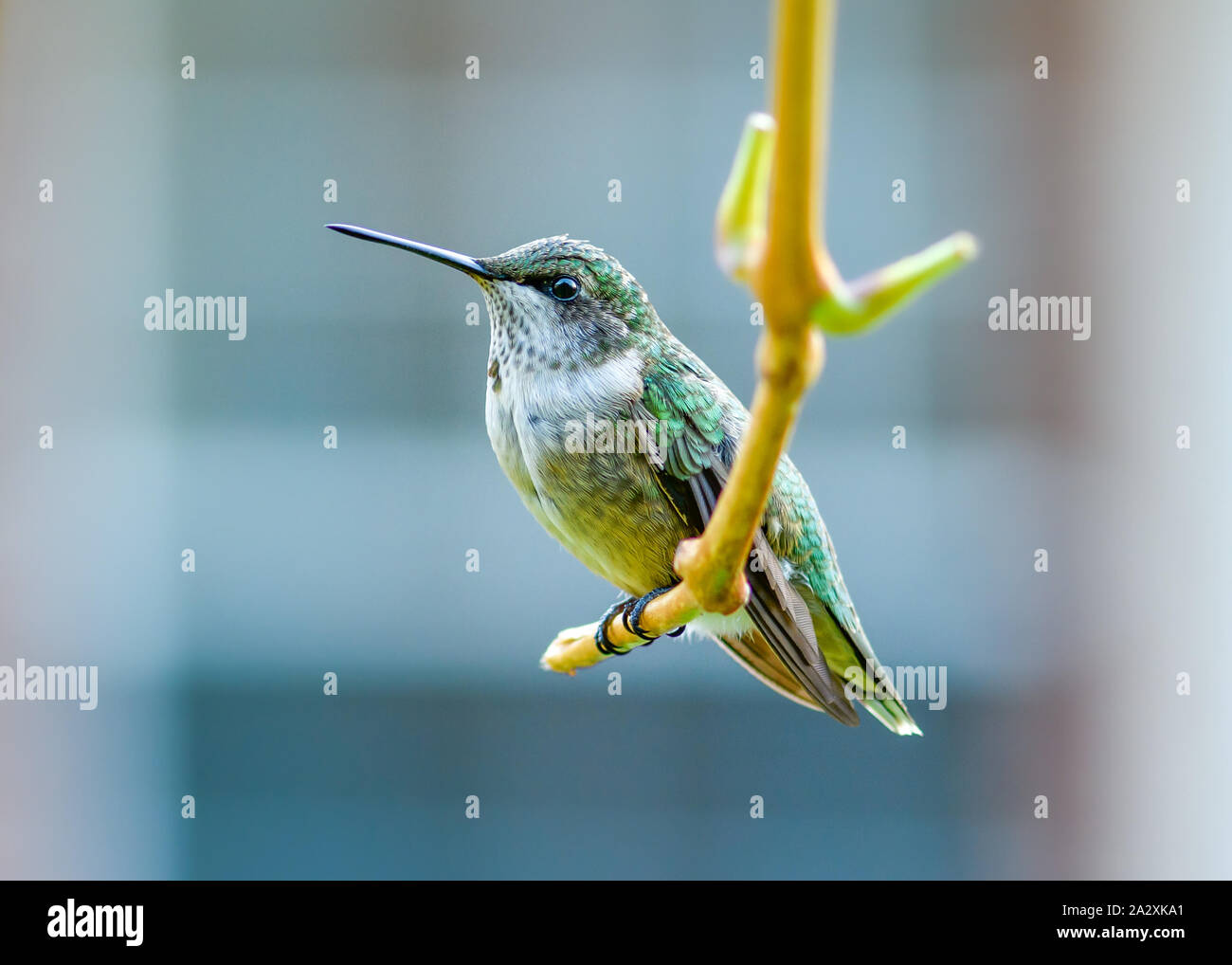 ruby-throated Hummingbird - Archilochus colubris - perched on a branch ...