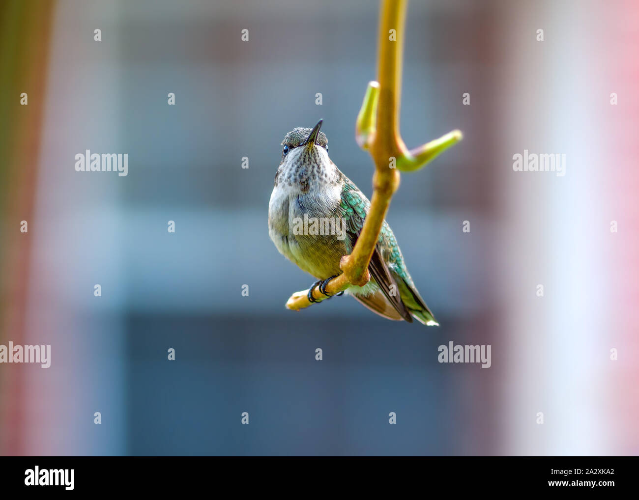 ruby-throated Hummingbird - Archilochus colubris - perched on a branch ...