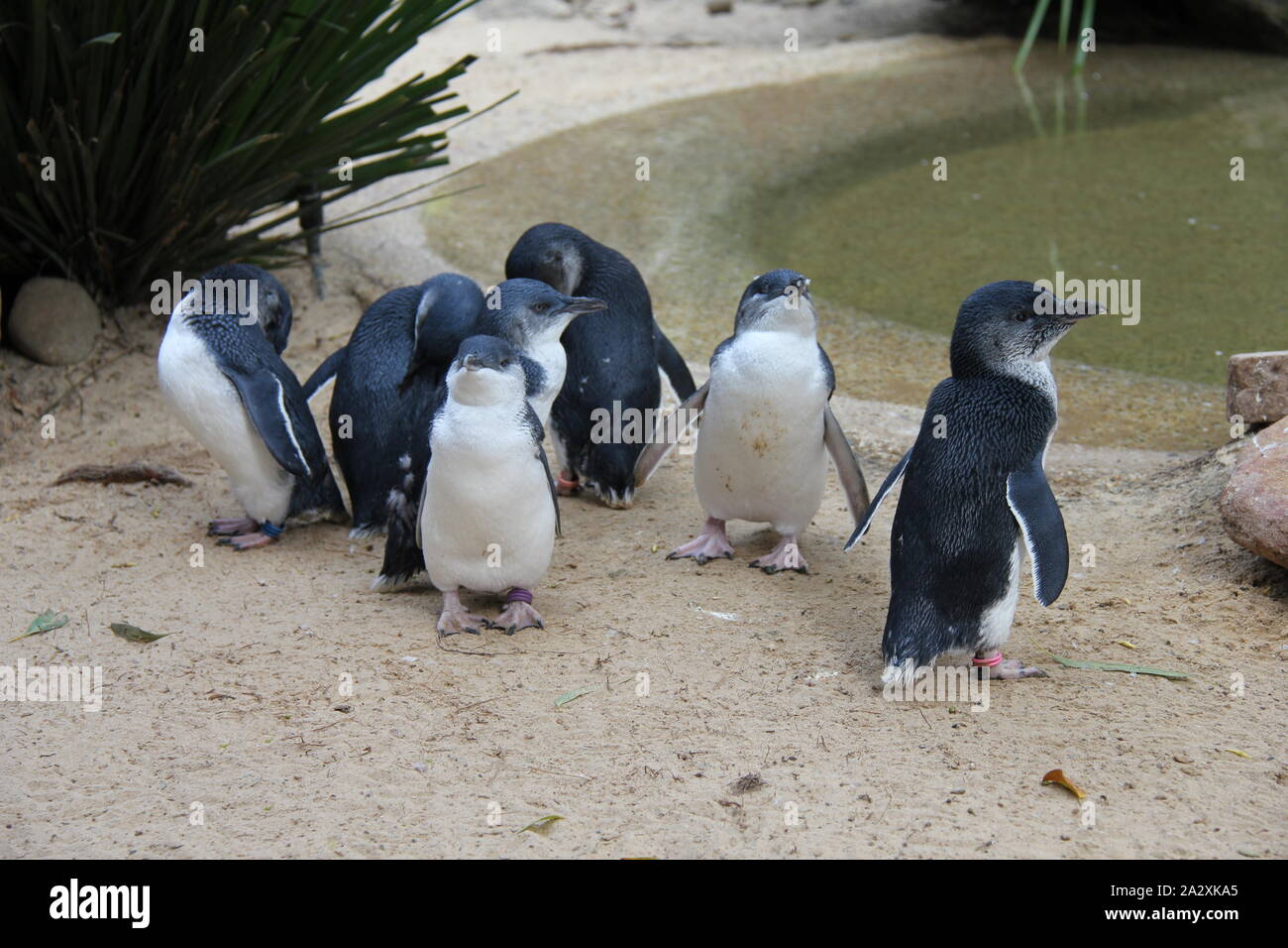 Australian blue penguin Stock Photo - Alamy