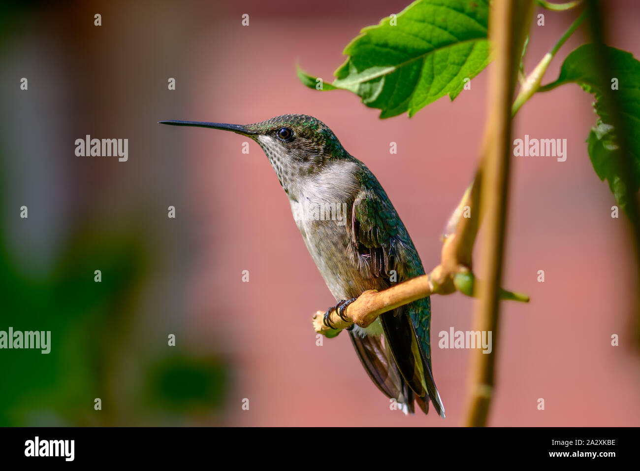 ruby-throated Hummingbird - Archilochus colubris - perched on a branch ...
