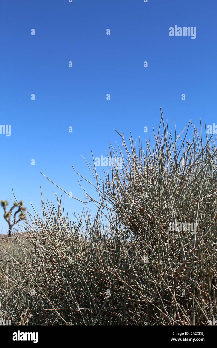Native to the Southern Mojave Desert, this plant, commonly as Nevada ...