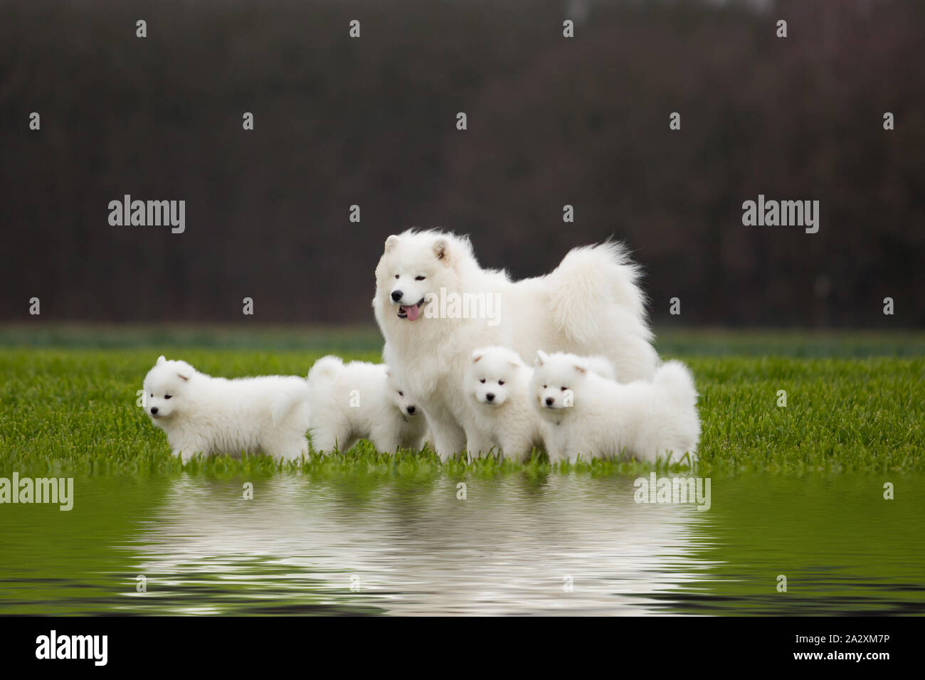 Are Samoyeds Good Family Dogs