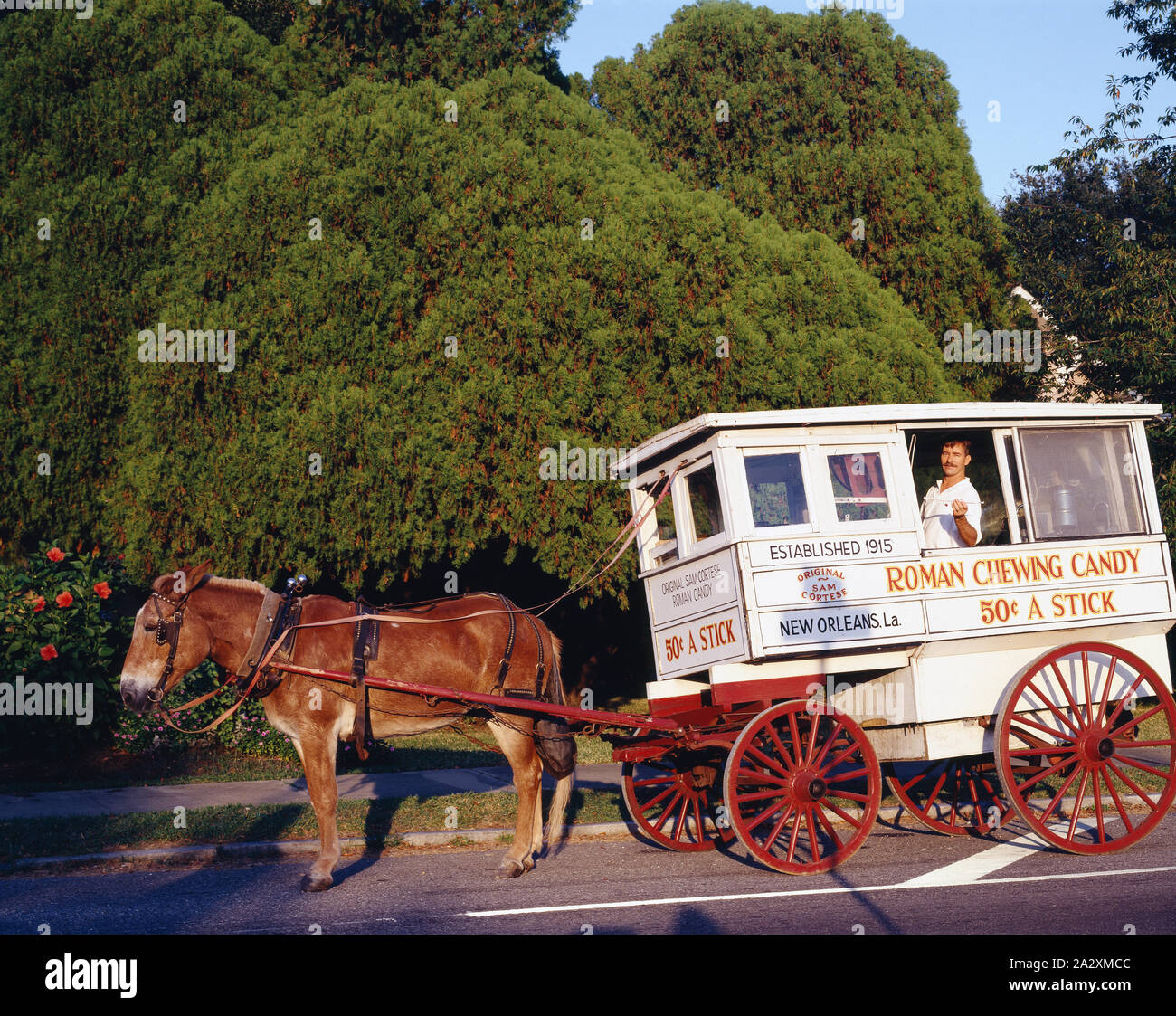 Roman chewing candy man, New Orleans, Louisiana Stock Photo - Alamy
