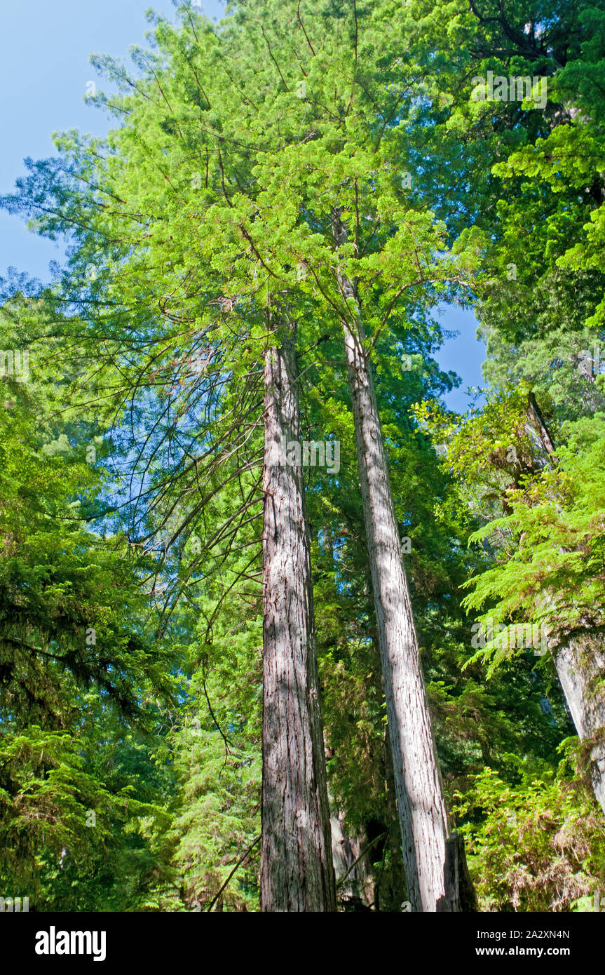 Coastal redwoods hi-res stock photography and images - Alamy