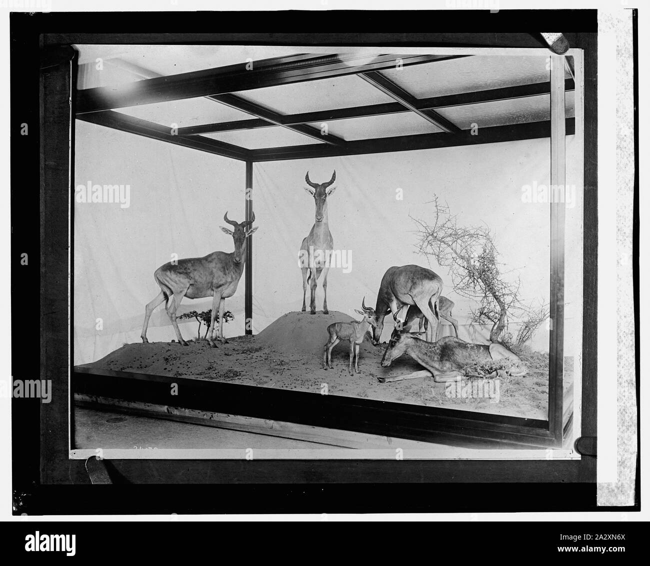 Roosevelt Collection at National Museum Stock Photo - Alamy