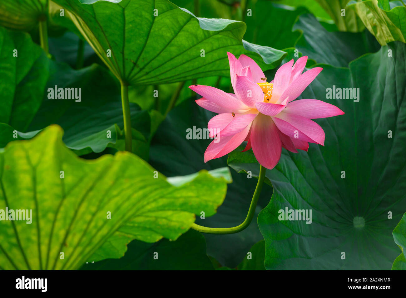 Beautiful lotus flower in full bloom Stock Photo - Alamy