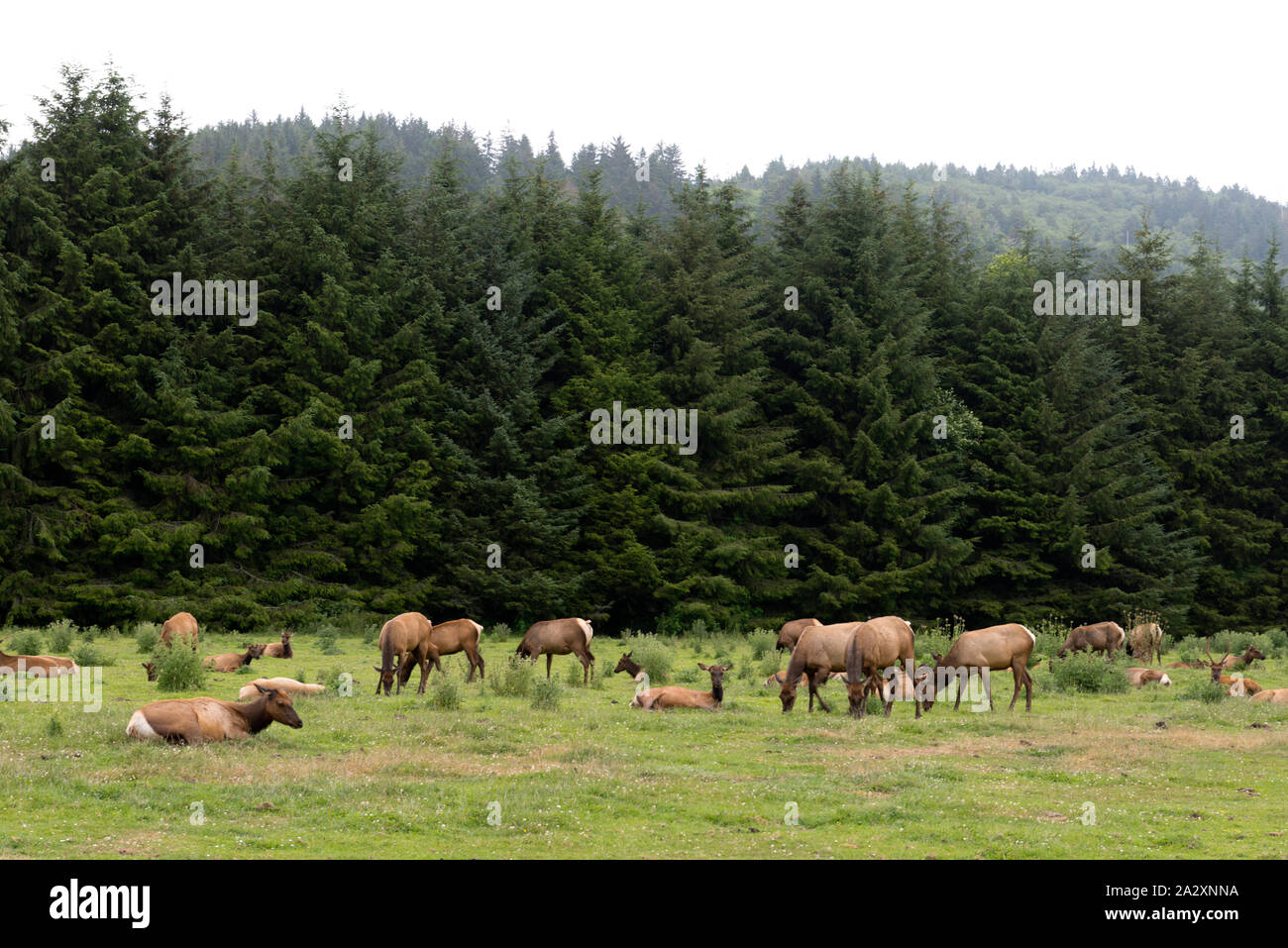 Roosevelt elk roam in Orick, California Stock Photo - Alamy