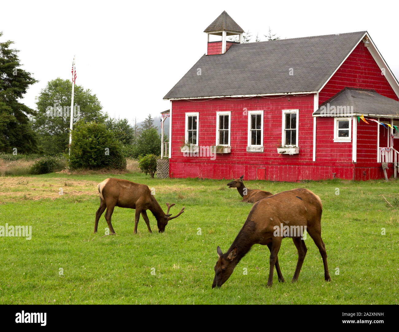 Roosevelt elk roam in Orick, California Stock Photo - Alamy