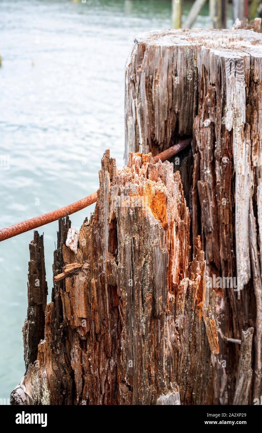 Old rotten pier with rotten loose piles driven into the bottom of the ...