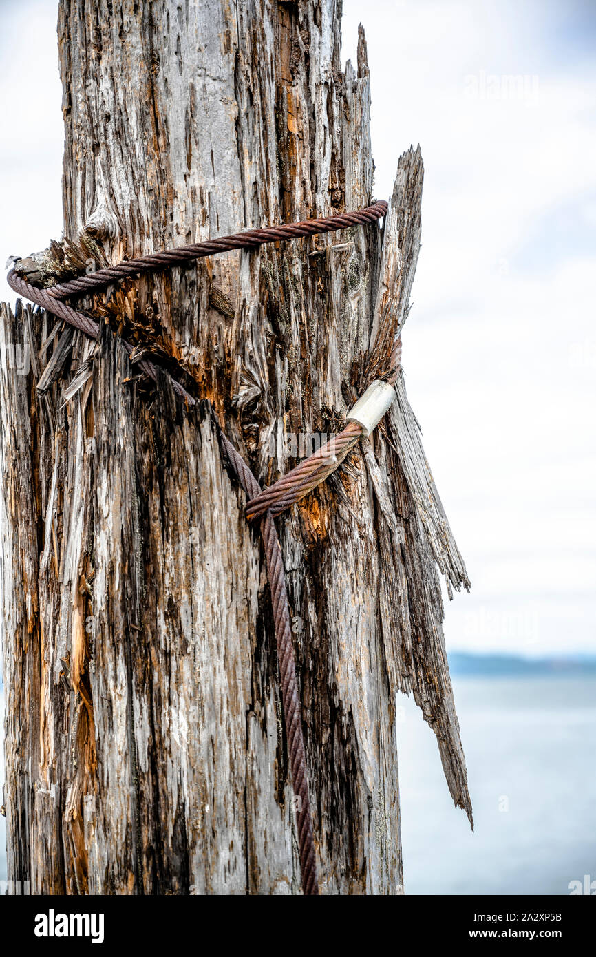 Old rotten pier with rotten loose piles driven into the bottom of the ...