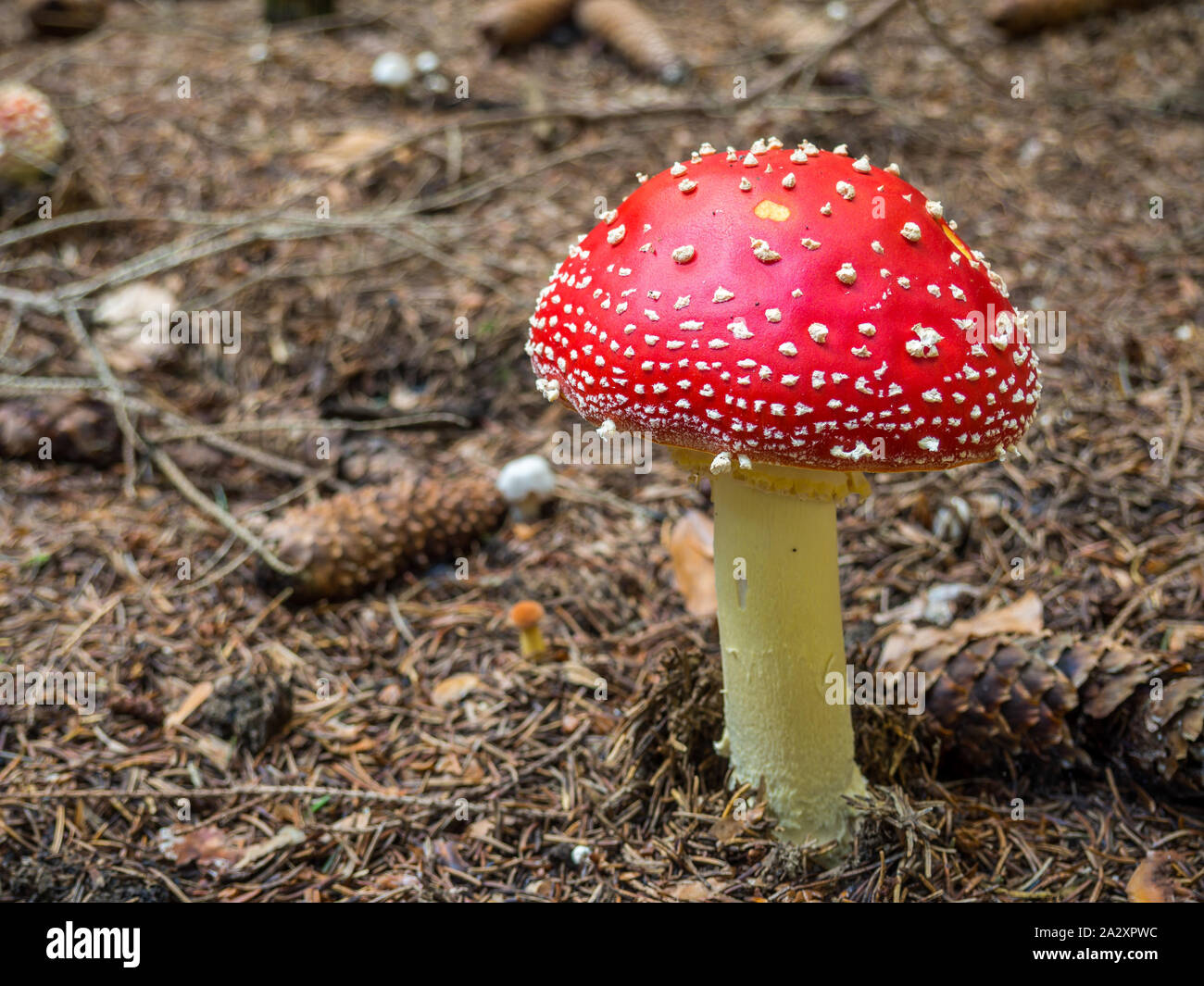 Beautiful fly agaric Stock Photo - Alamy