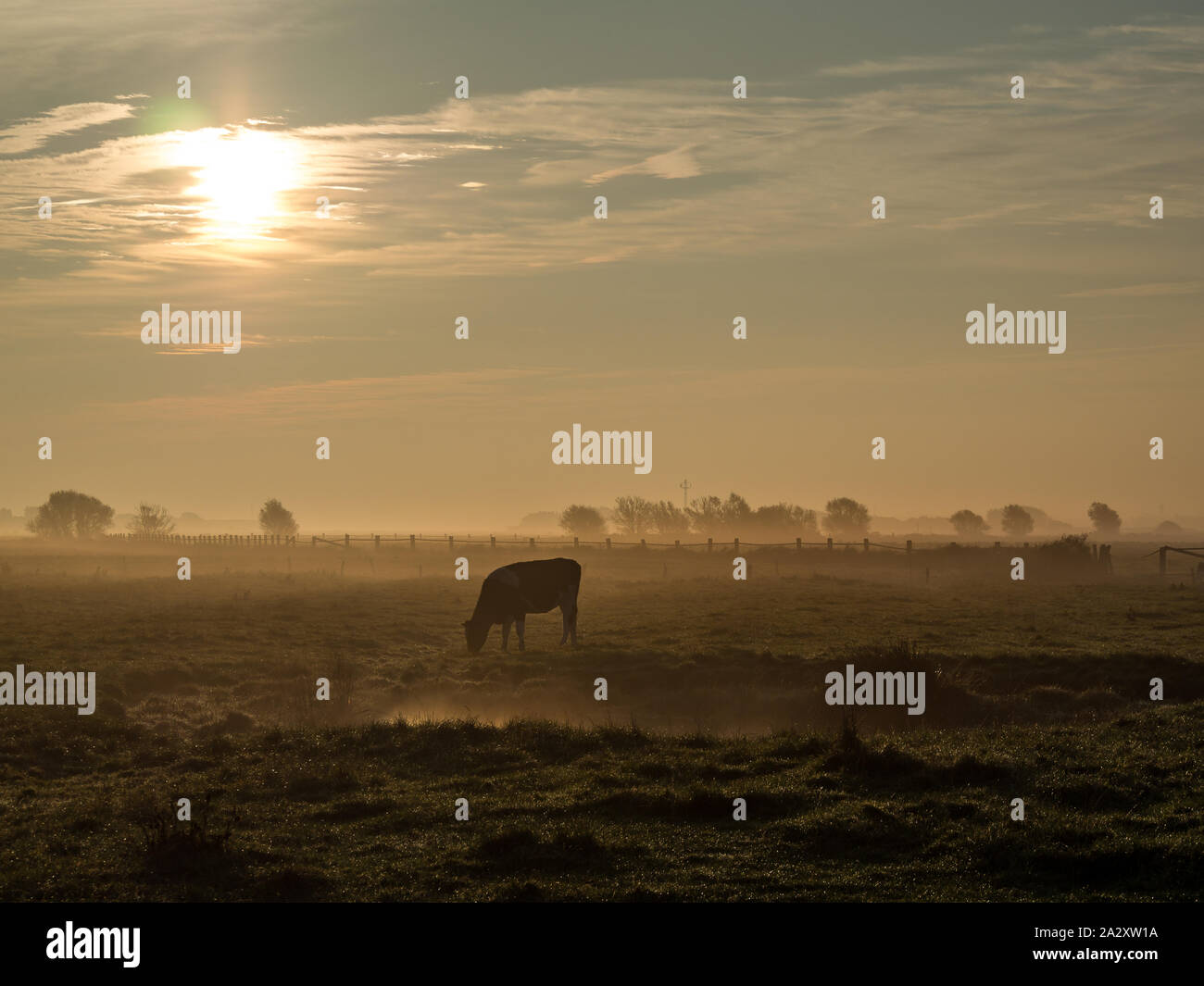 Cow in the early mist Stock Photo - Alamy