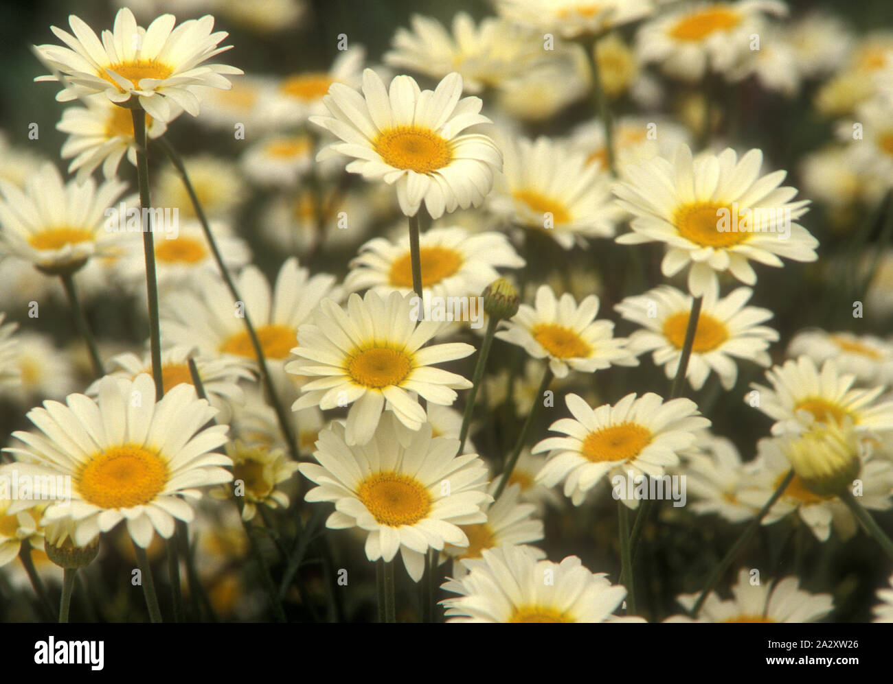 ANTHEMIS TINCTORIA 'SAUCE HOLLANDAISE' (GOLDEN MARGUERITE, CHAMOMILE ...