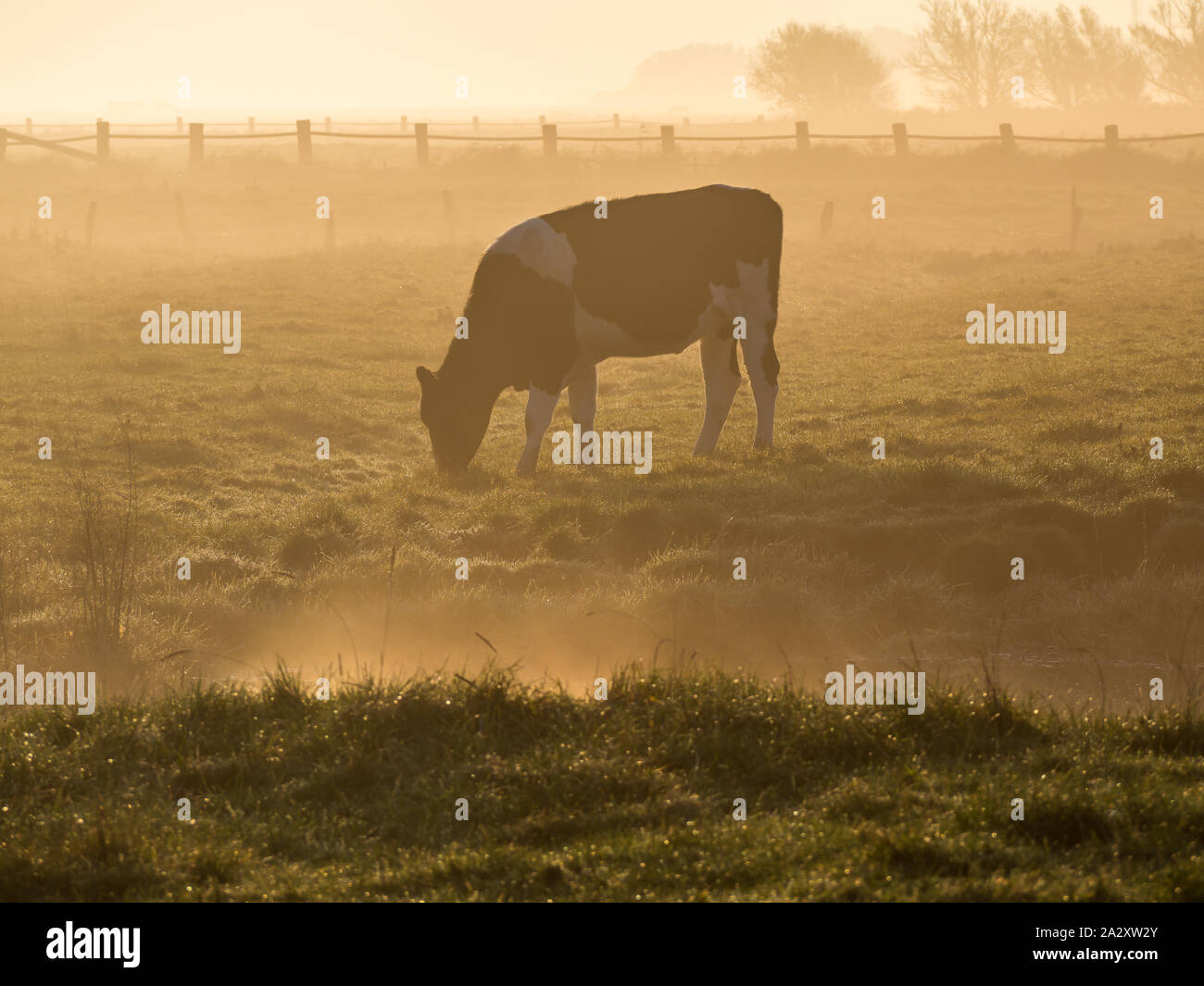 Cow in early fog Stock Photo - Alamy