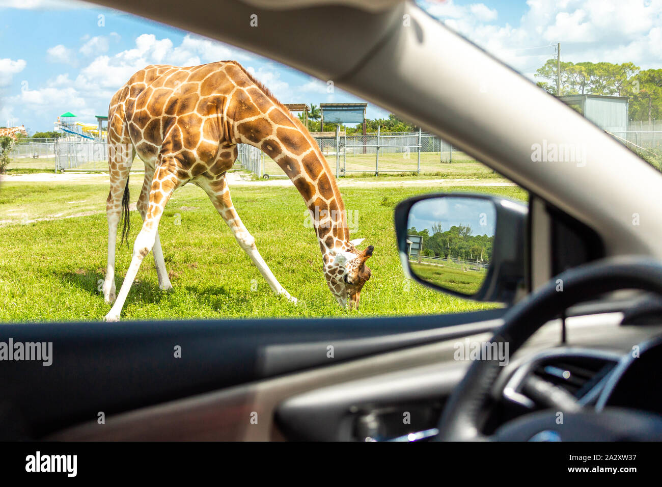 Giraffe head in car hi-res stock photography and images - Alamy