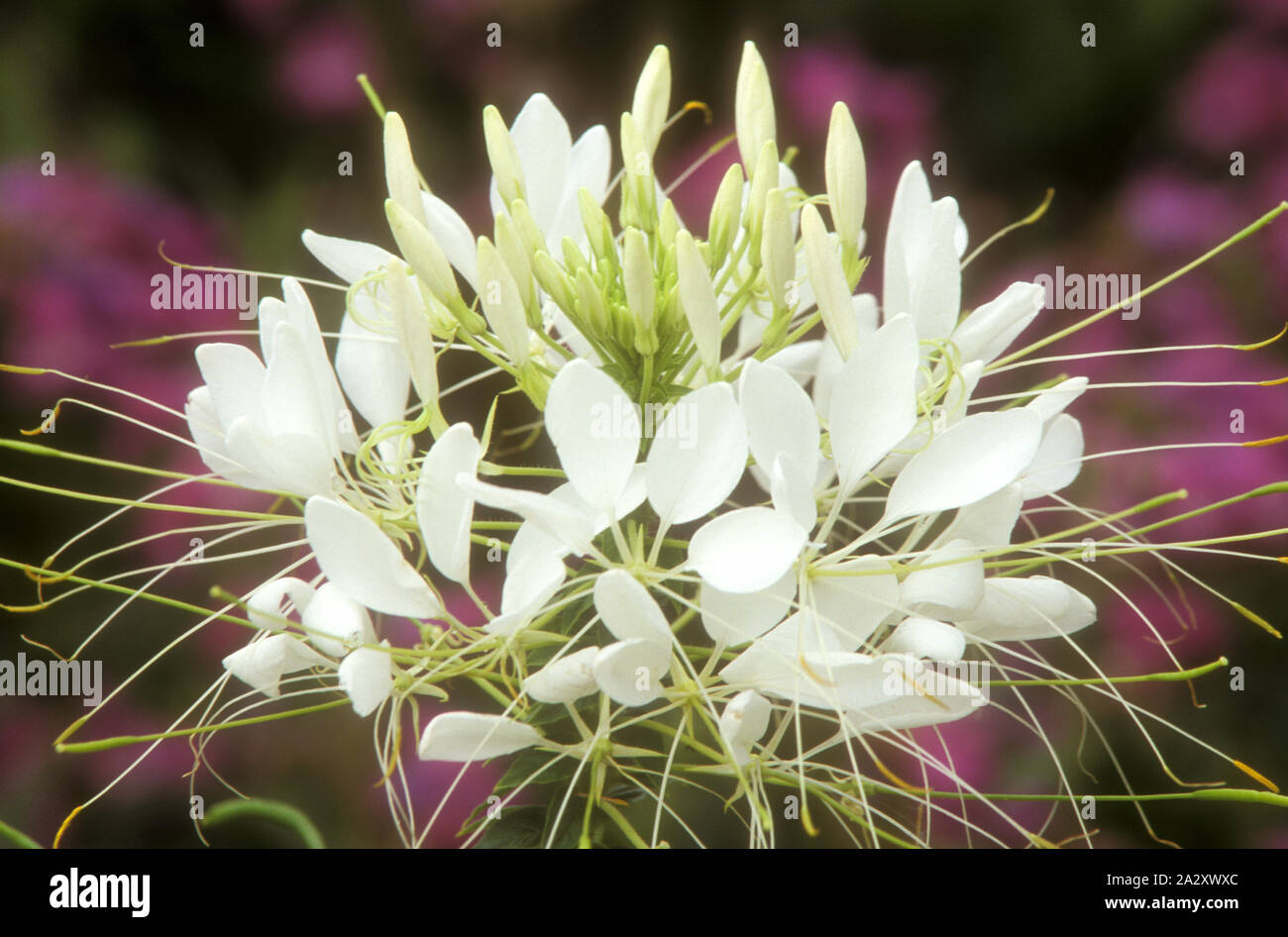 SPIDER FLOWER, CLEOME HASSLERIANA 'HELEN CAMPBELL' Stock Photo - Alamy