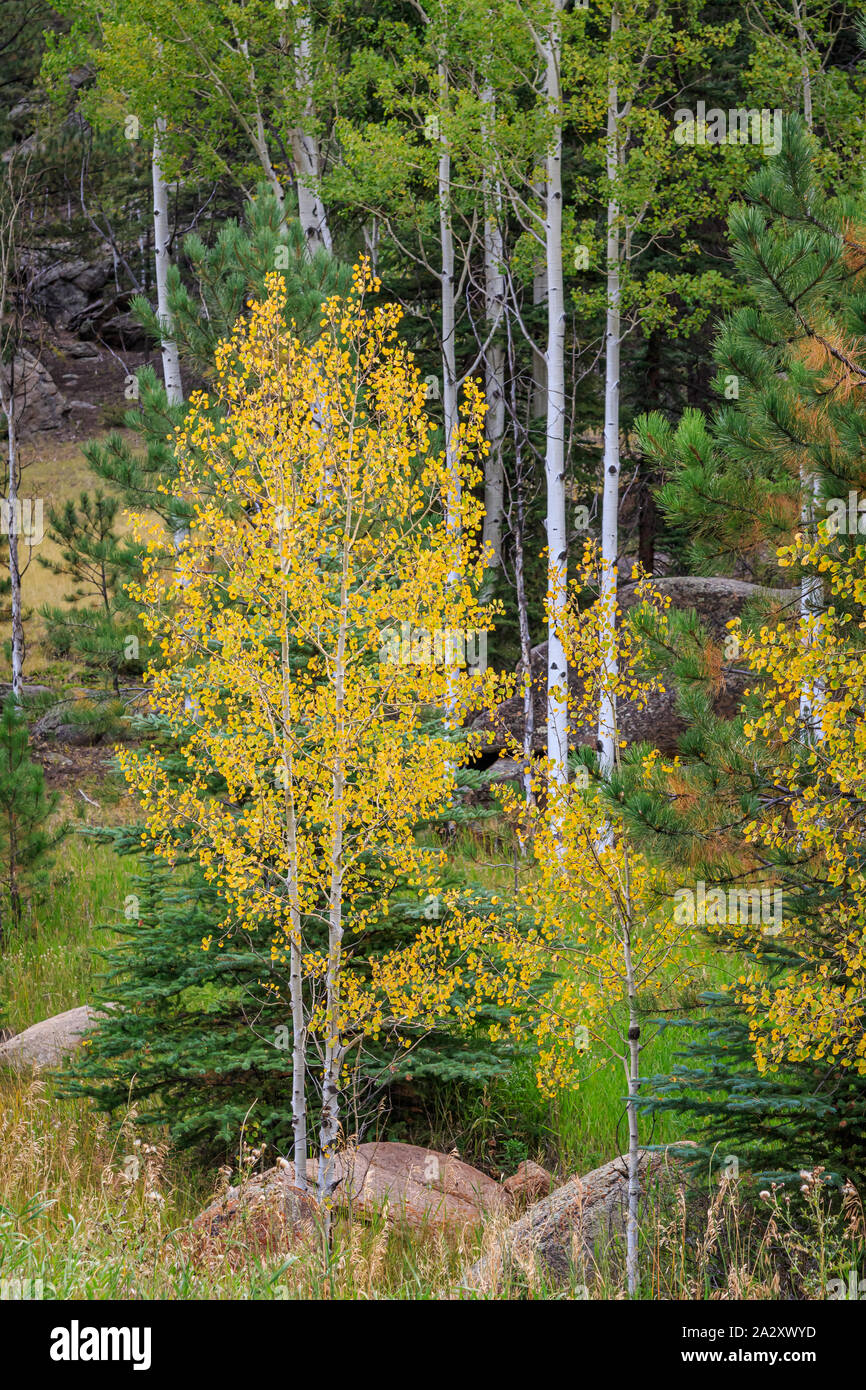 Roadside evergreen trees in national hi-res stock photography and ...
