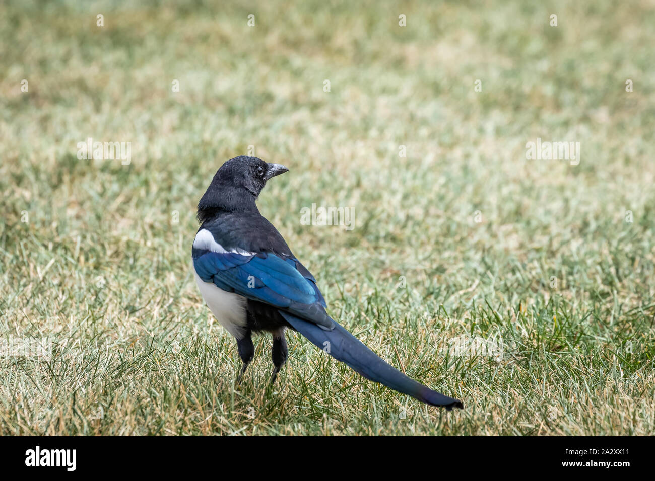 Pica pica hudsonia hi-res stock photography and images - Alamy