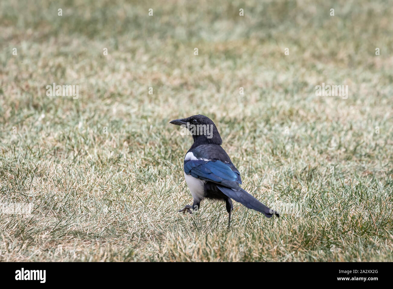 Black Billed Magpie (Pica hudsonia) in Colorado Stock Photo - Alamy