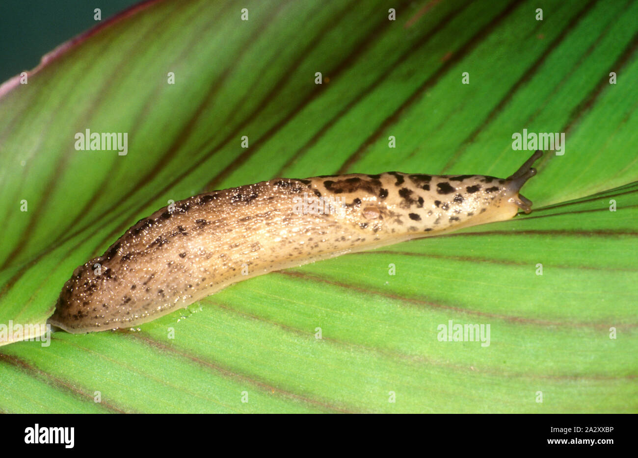 Limax maximus leaf hi-res stock photography and images - Alamy