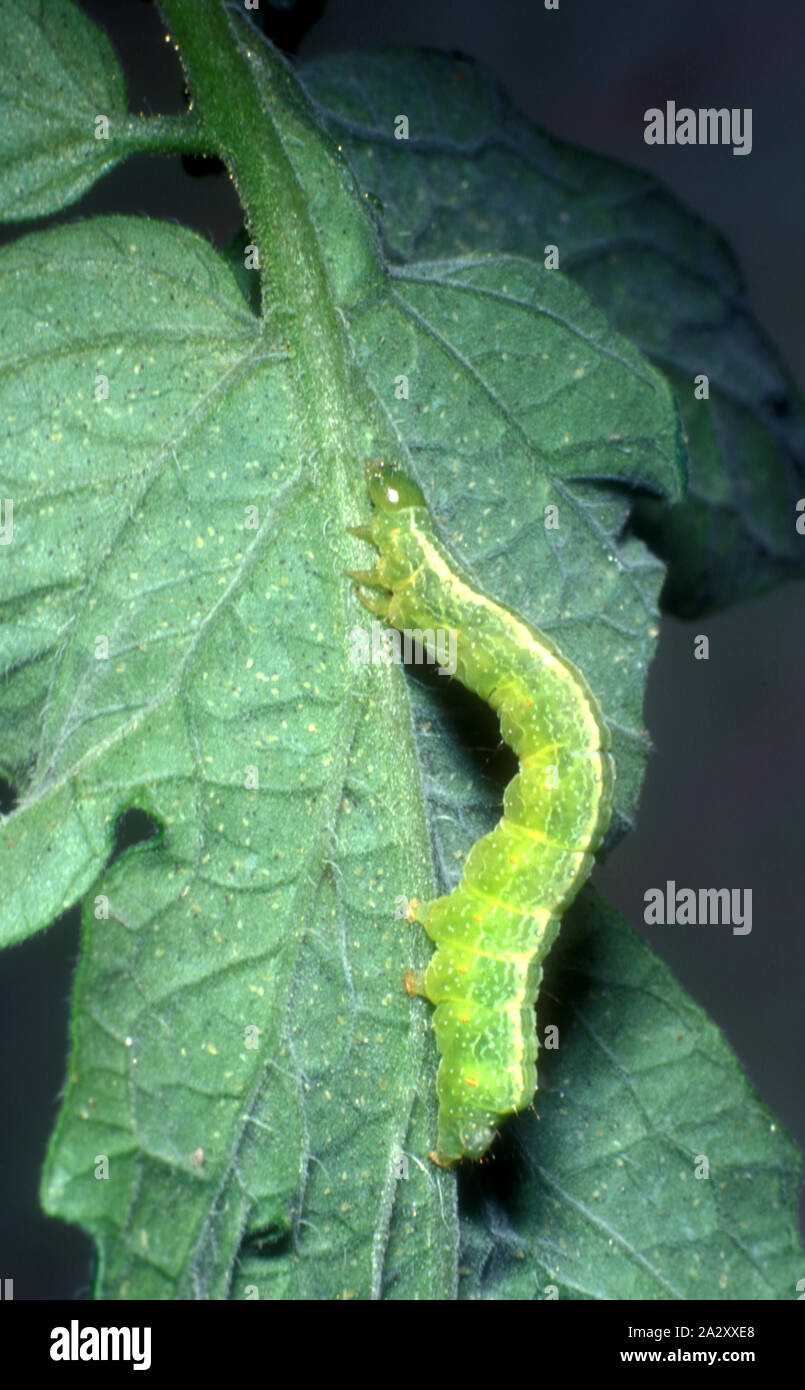 LARVAE (CATERPILLAR) OF THE LOOPER MOTH (FAMILY: GEOMETRIDAE) ATTACK A ...
