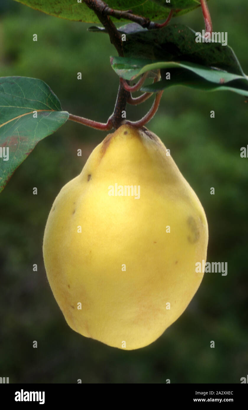 Quince trees hi-res stock photography and images - Alamy