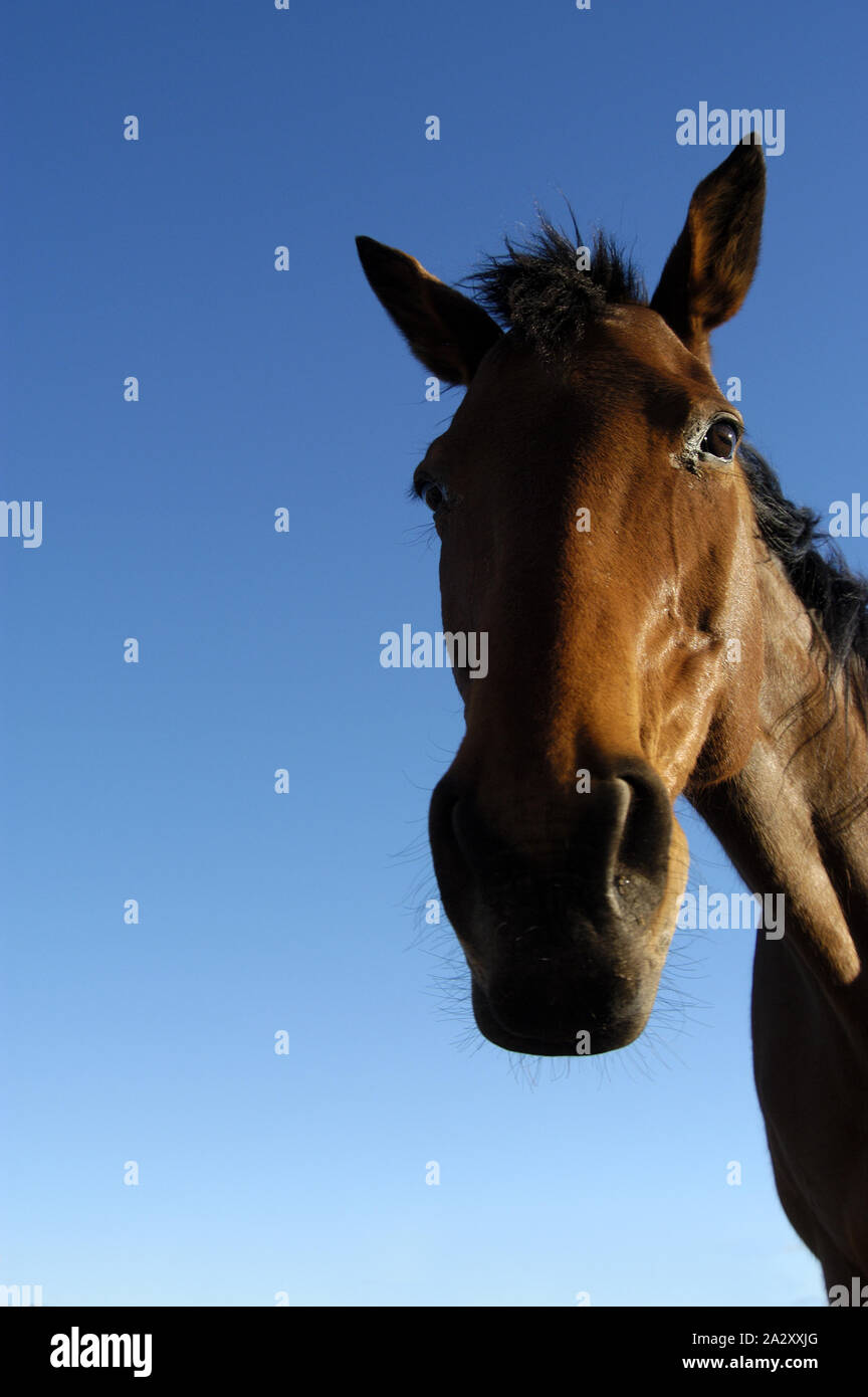 Australian stock horse hi-res stock photography and images - Alamy