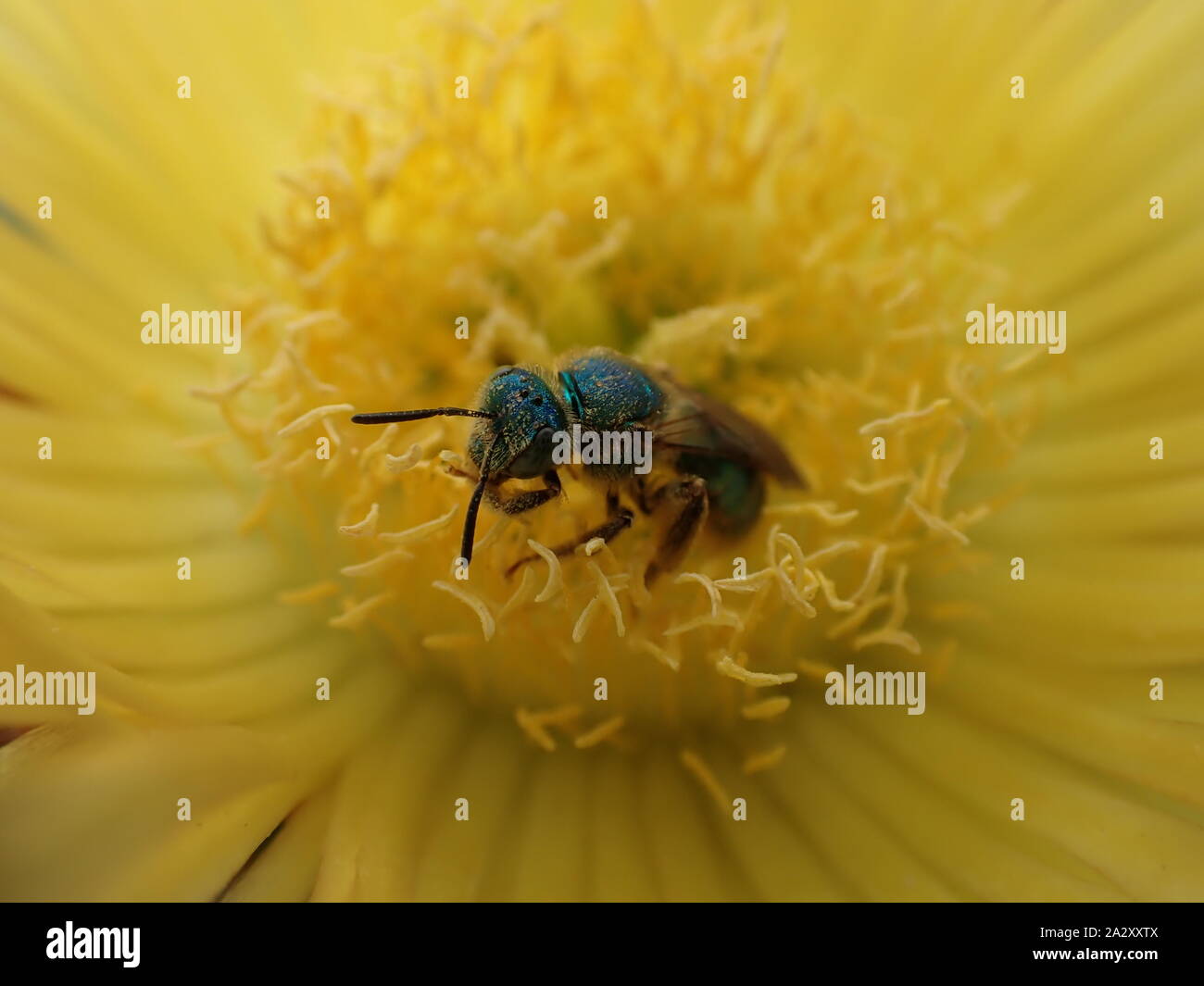 Green Bee covered in pollen Stock Photo - Alamy