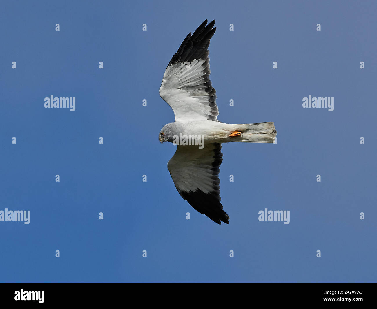 Hen harrier in flight hi-res stock photography and images - Alamy