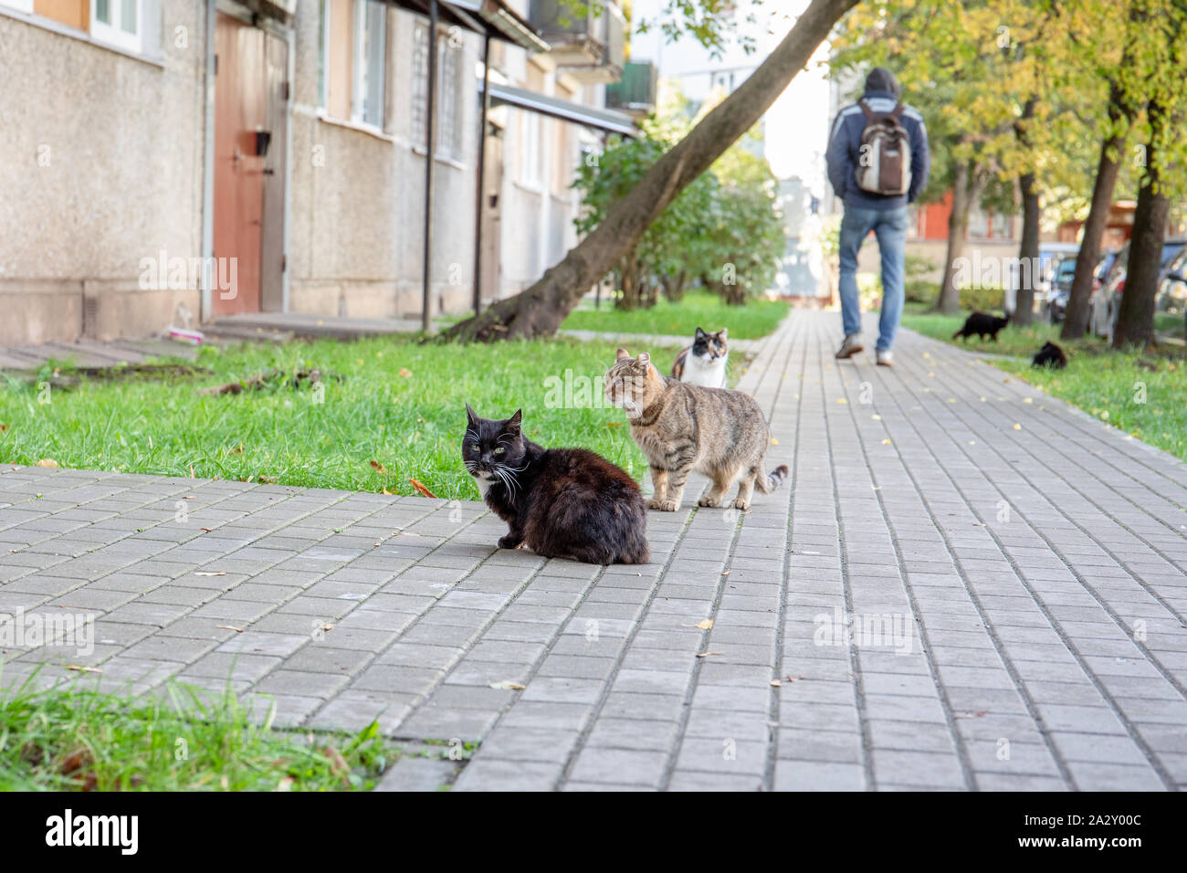 A group of street cats Stock Photo - Alamy