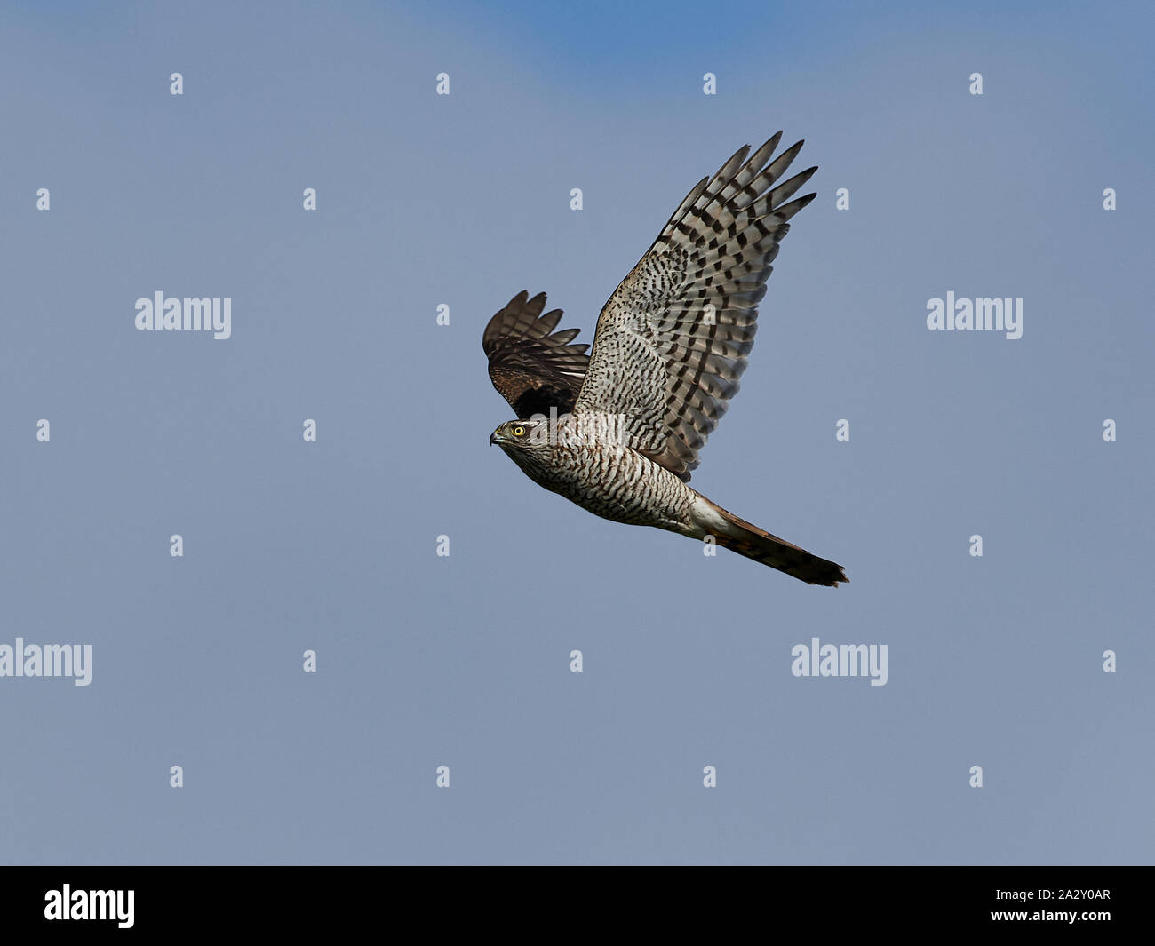 Eurasian sparrowhawk in flight with blue skies in the background Stock ...