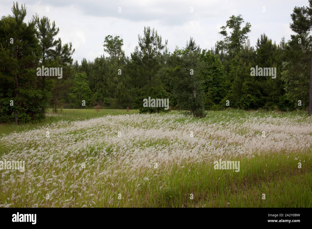 Rural alabama hi-res stock photography and images - Alamy