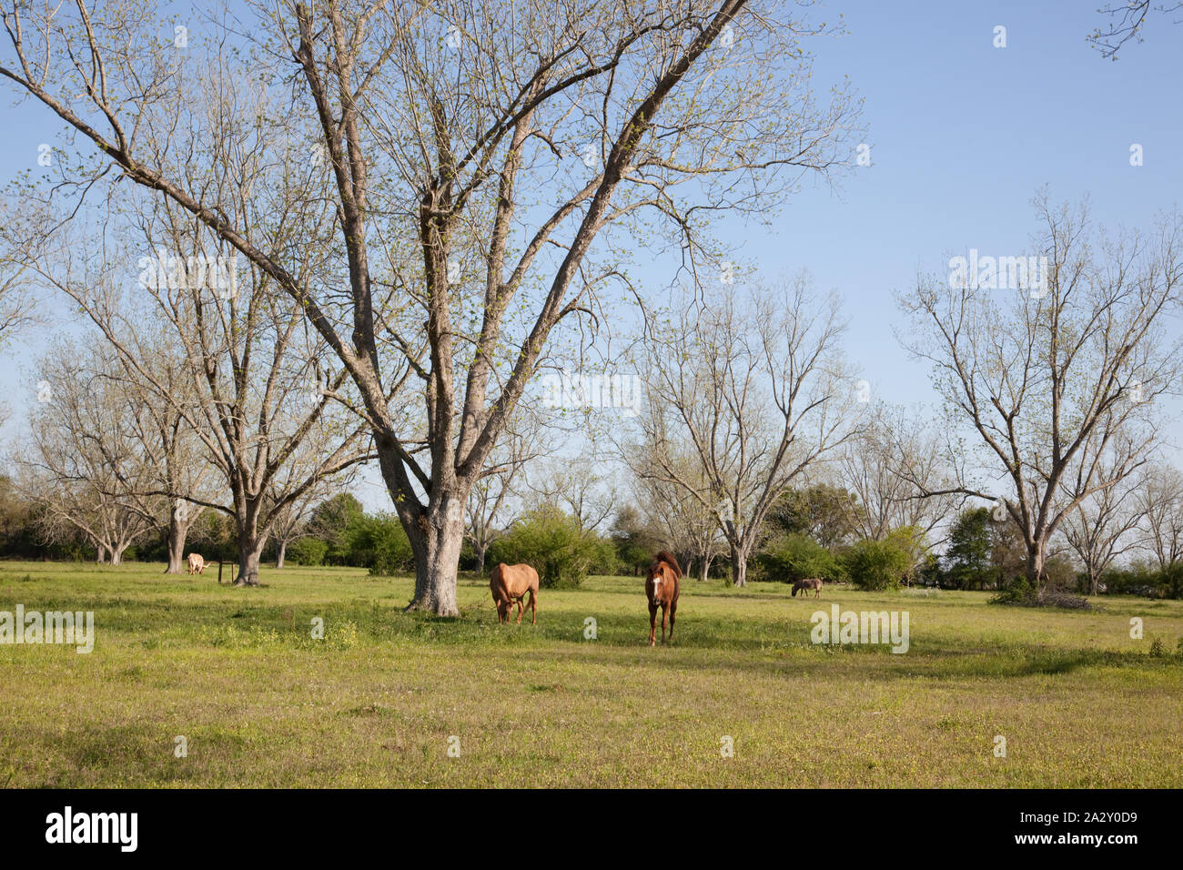 Rural alabama photograph hi-res stock photography and images - Alamy