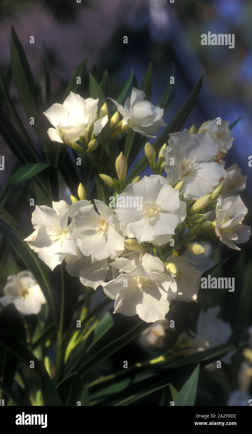 Nerium oleander is a shrub or small tree in the dogbane family ...