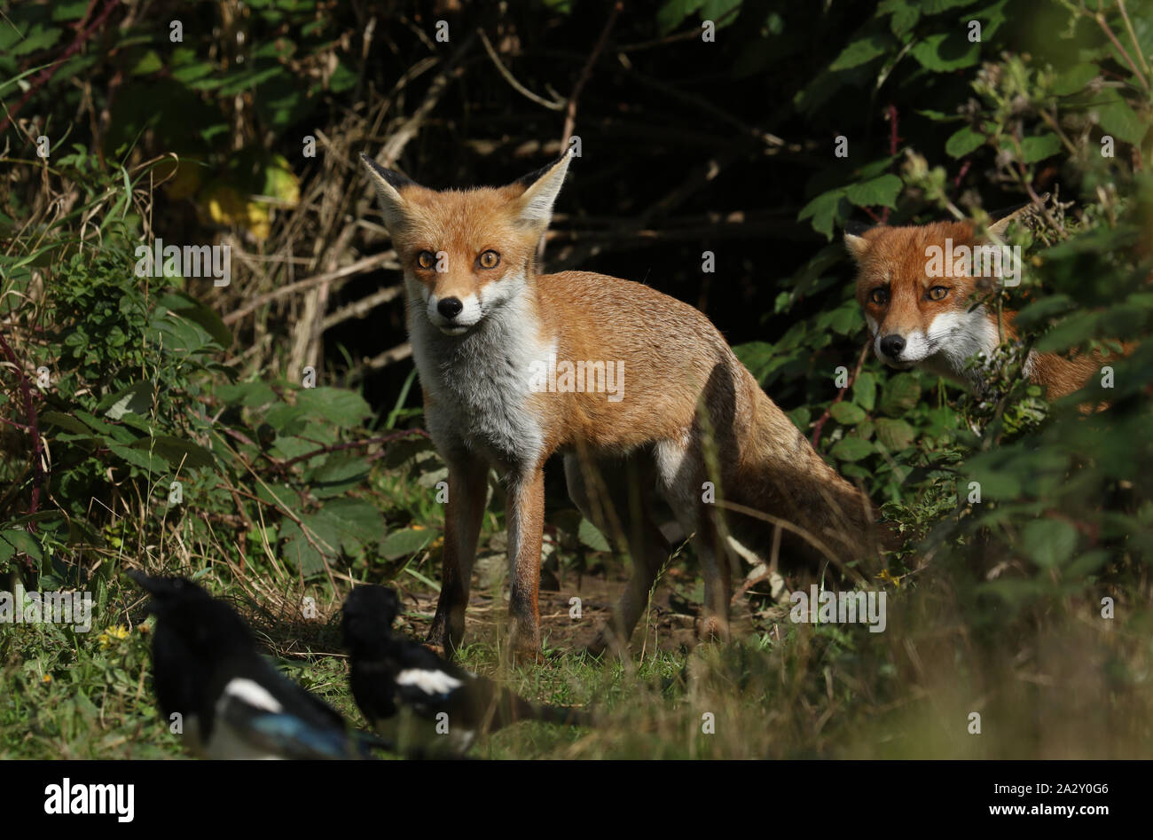 Red foxes group hi-res stock photography and images - Alamy